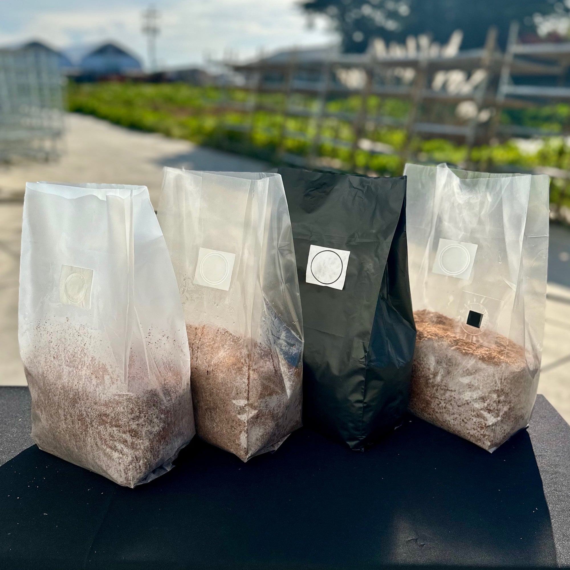 Far West Fungi - Organic Mushrooms, Grow Kits & Mushroom Products