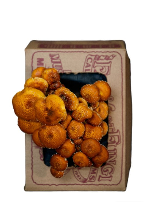 Cinnamon Cap Mushroom Mini-Farm Grow Kit – Far West Fungi